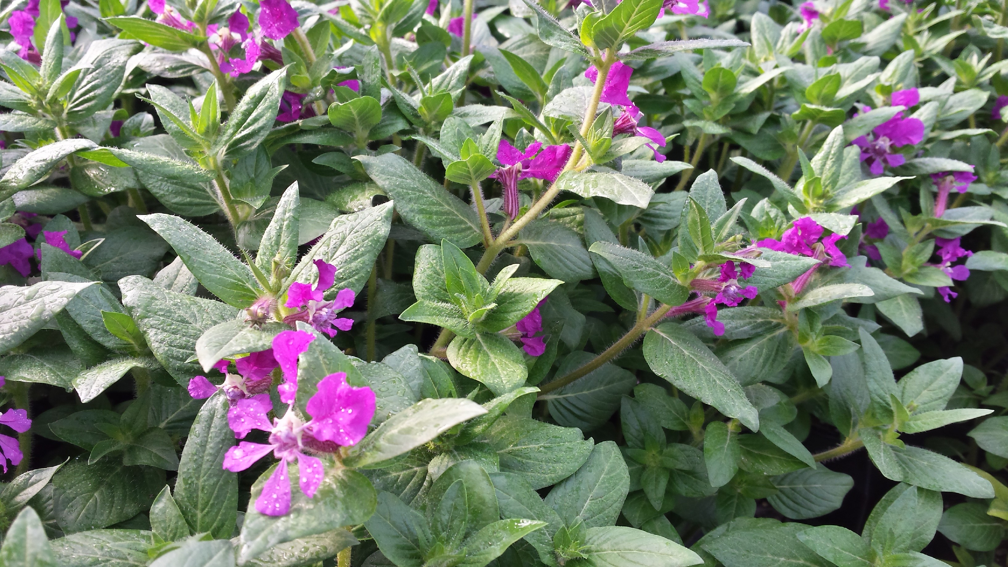 May 25 Update – KGS Plants, INC