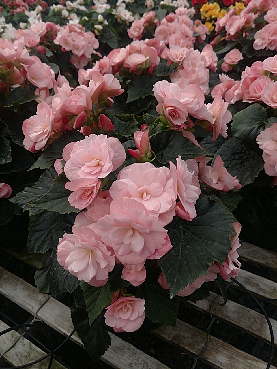 March 27 Update – KGS Plants, INC