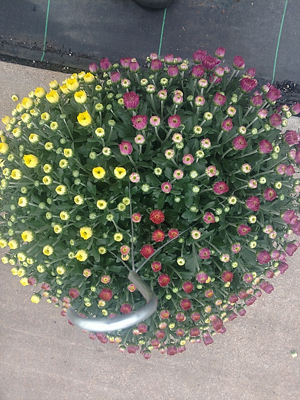 October 09 Update – KGS Plants, INC