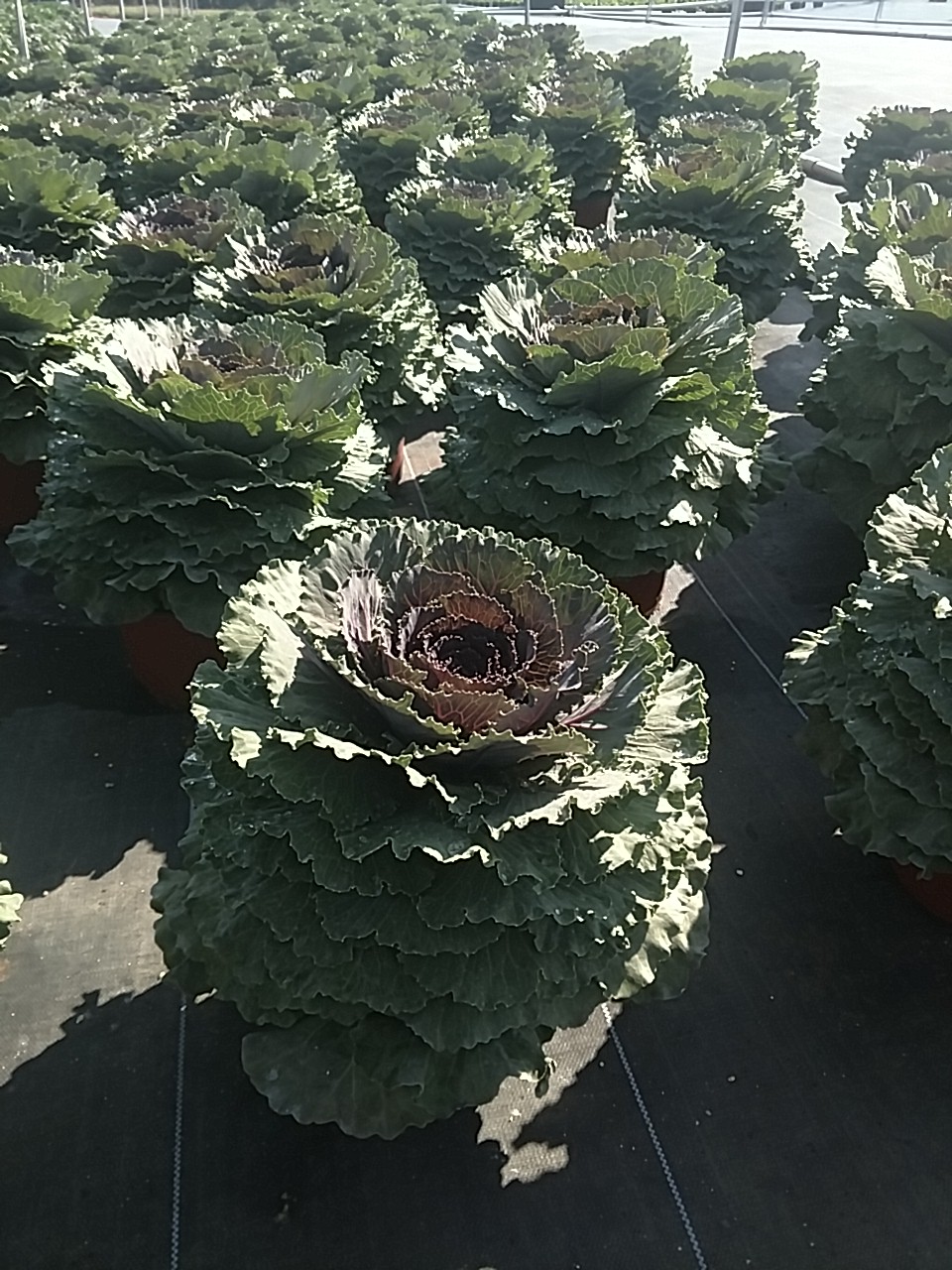 September 6 Update – KGS Plants, INC