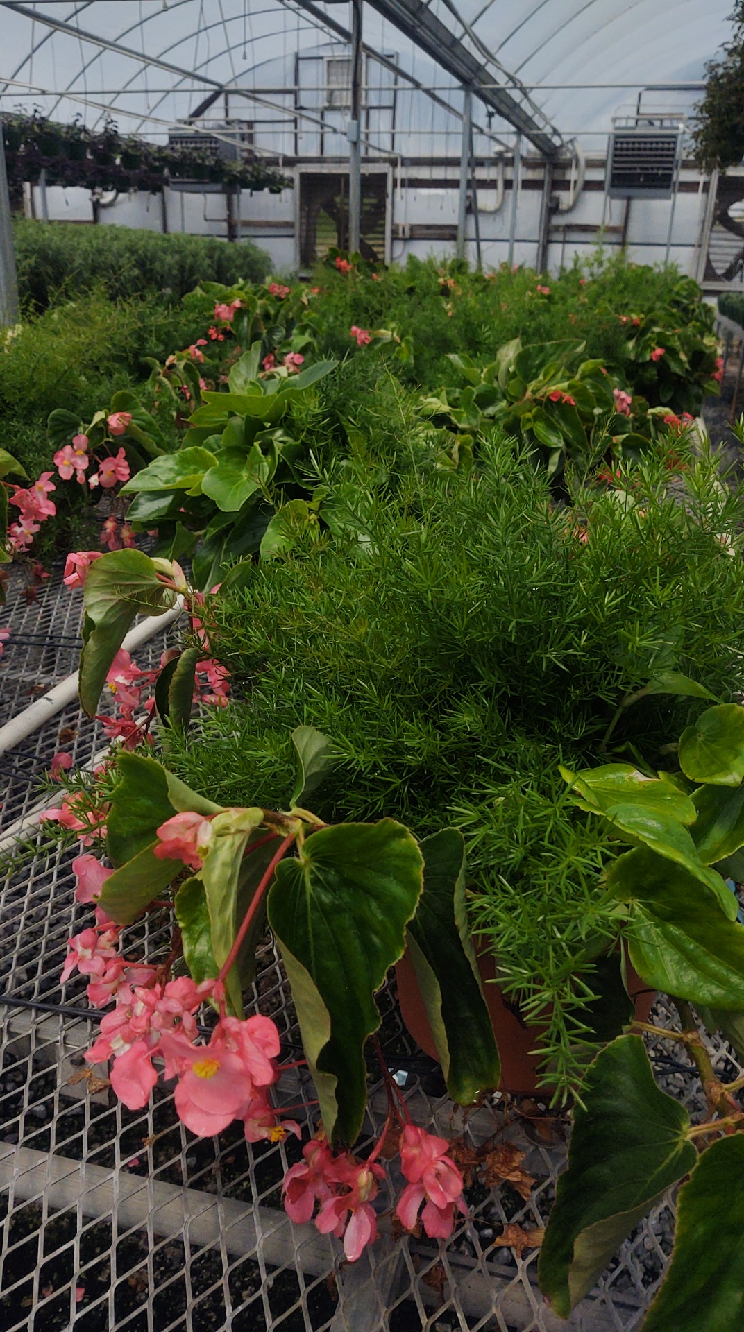 August 7 Update – KGS Plants, INC